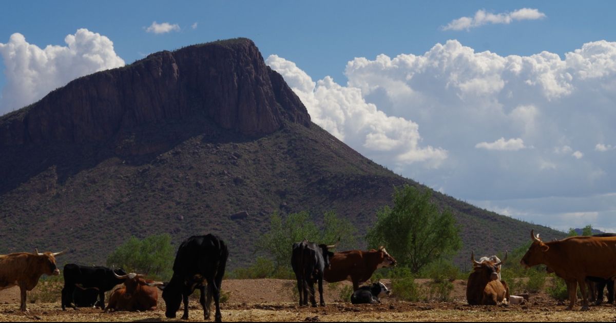 White Stallion Ranch, Arizona, USA - Guest Ranch vacation | RanchWeb.com